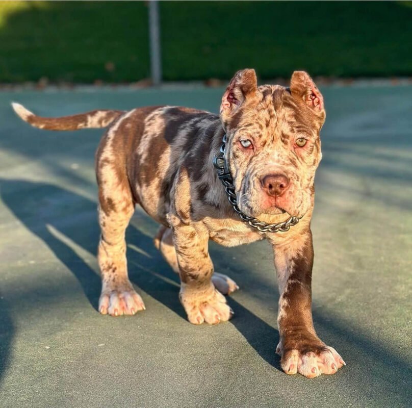 American Bully Puppies - American Bully